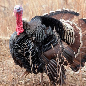 The 6 Turkeys Obama Is Most Likely To Pardon This Thanksgiving – Funny ...